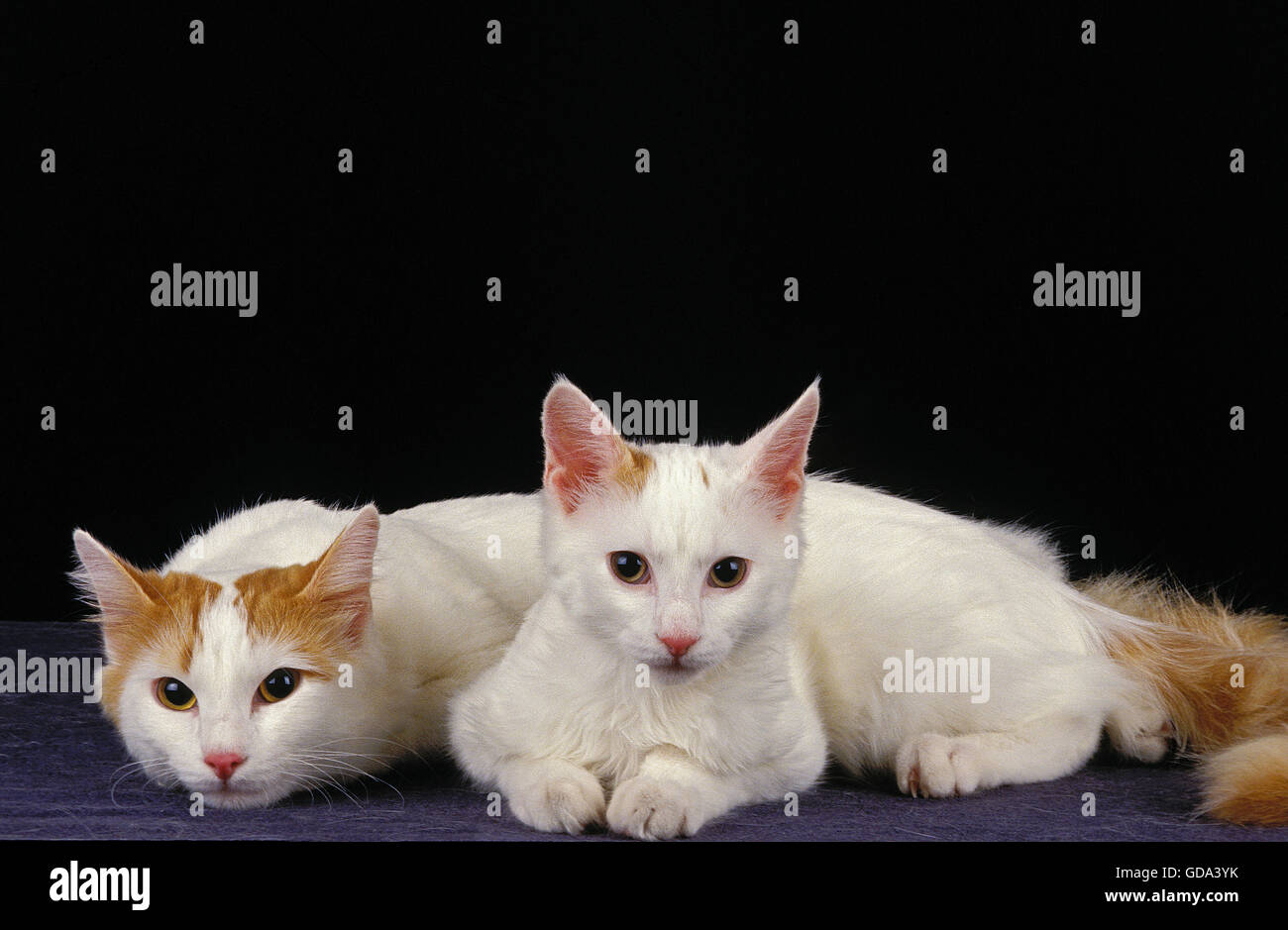 Black turkish van cat hi-res stock photography and images - Alamy