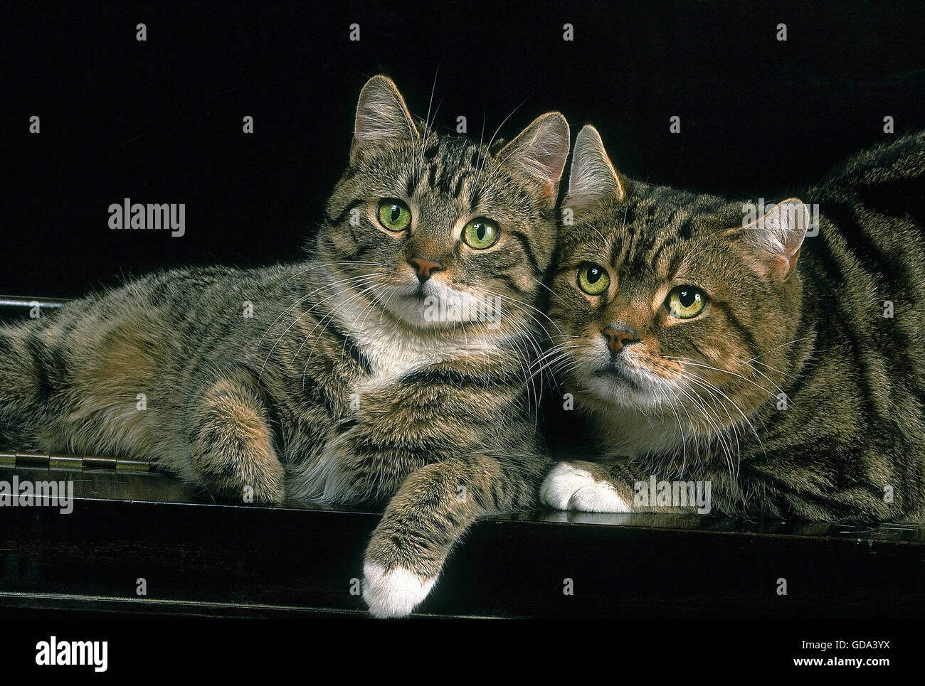 MANX DOMESTIC CAT, BREED OF CAT WITHOUT TAIL, ADULTS LAYING ON PIANO ...