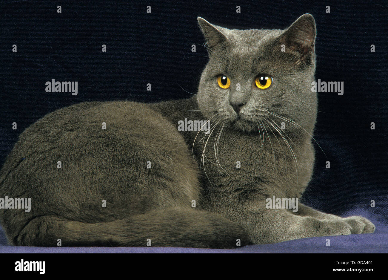 CHARTREUX CAT, ADULT AGAINST BLACK BACKGROUND Stock Photo - Alamy