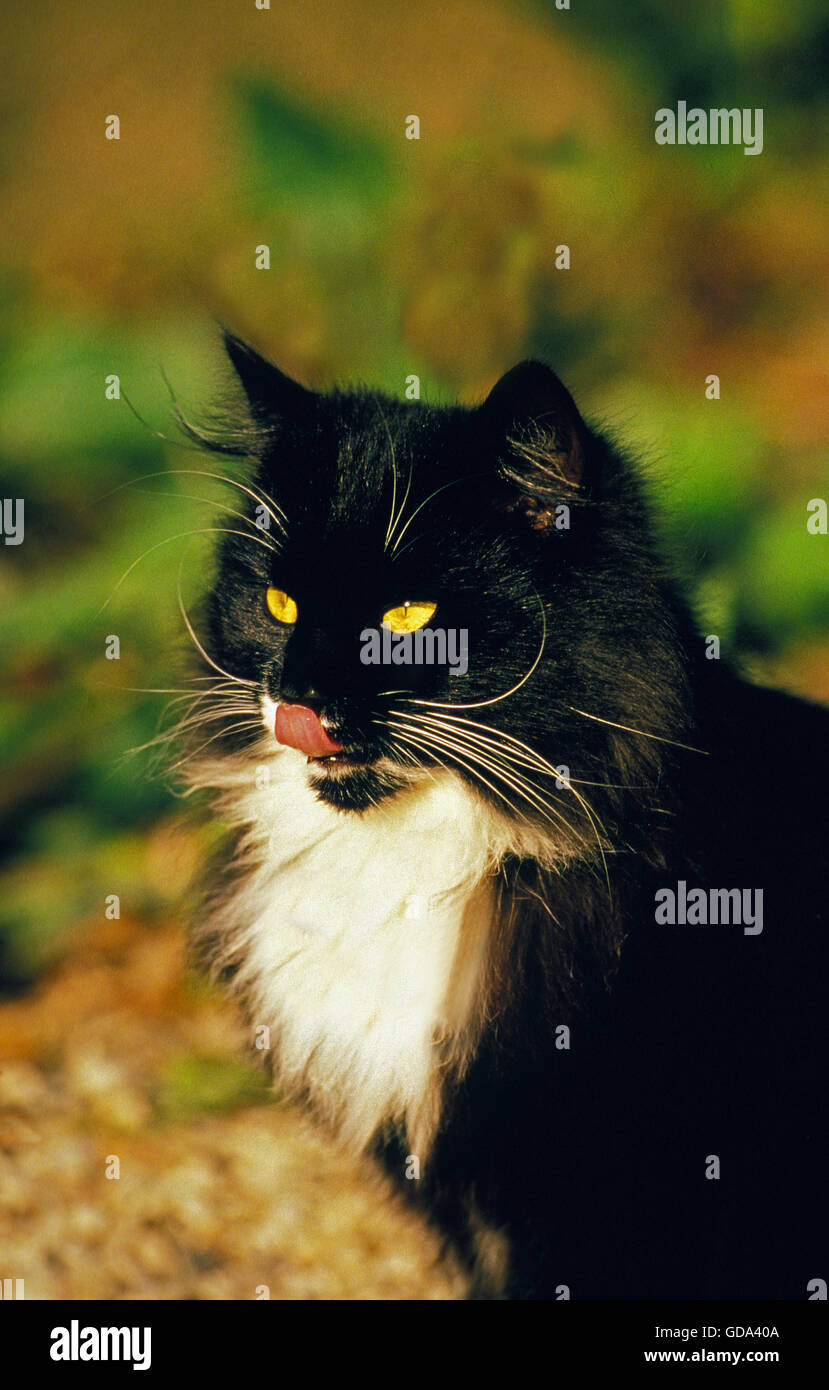 Black white cat licking chops hi-res stock photography and images - Alamy