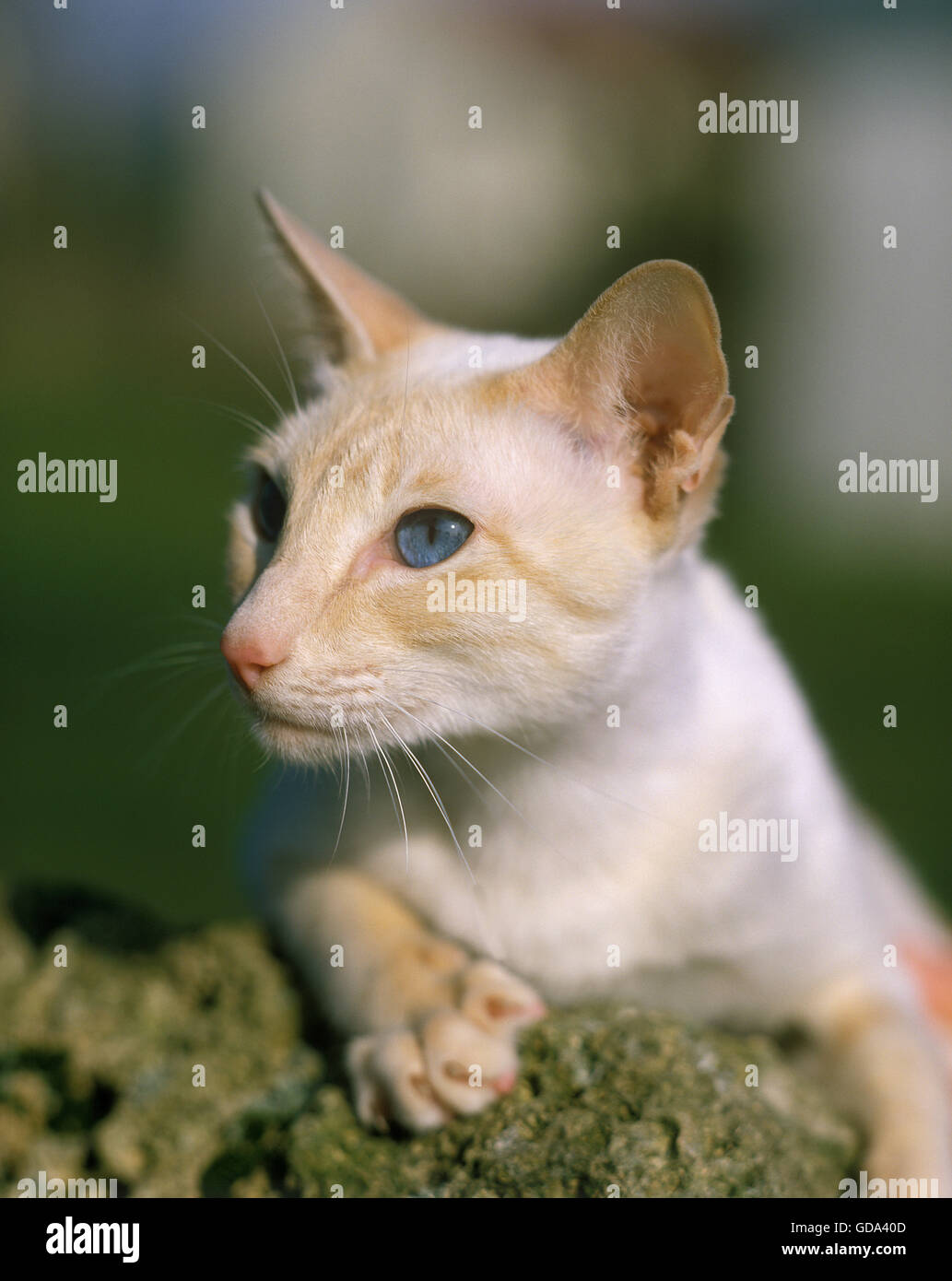 Cream Point Siamese Domestic Cat laying Stock Photo - Alamy