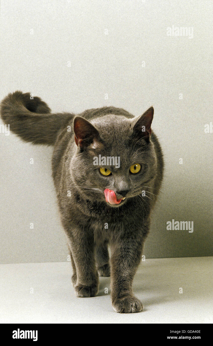 Licking its chops hi-res stock photography and images - Alamy