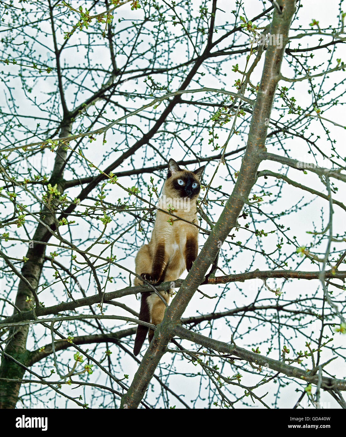Seal Point Siamese Domestic Cat, Adult Balancing on Branch Stock Photo ...