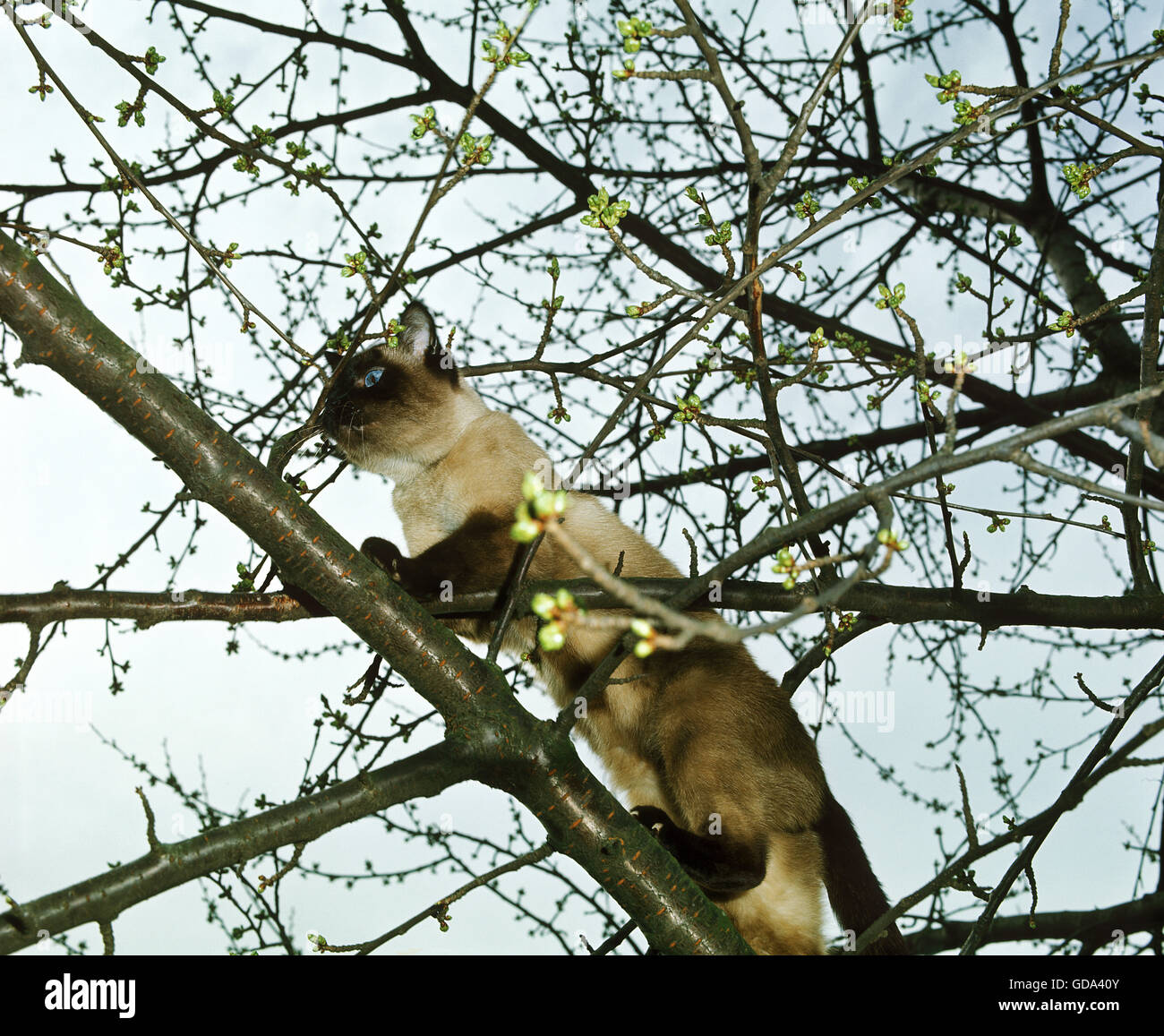 Seal Point Siamese Domestic Cat, Adult on Branch Stock Photo - Alamy