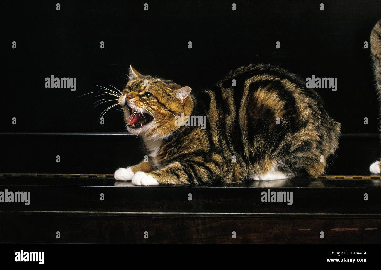 Manx domestic cat breed cat hi-res stock photography and images - Alamy