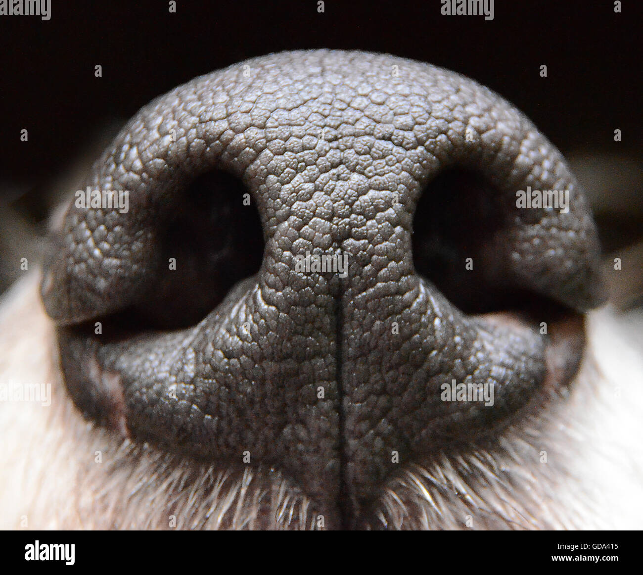 Dogs nose hi-res stock photography and images - Alamy