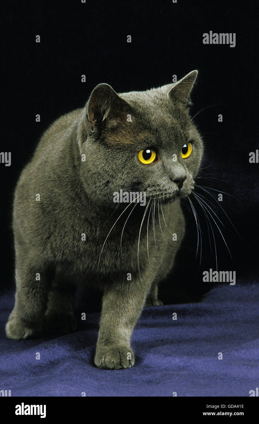 Chartreux Domestic Cat, Adult against Black Background Stock Photo - Alamy