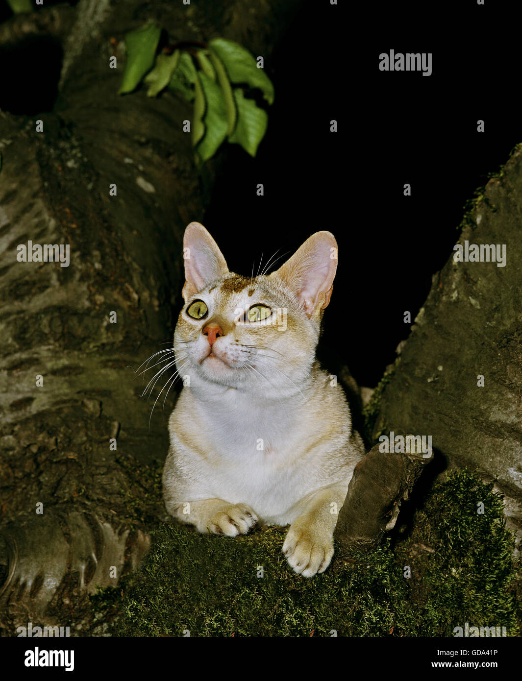 Adult cat lies in hi-res stock photography and images - Alamy