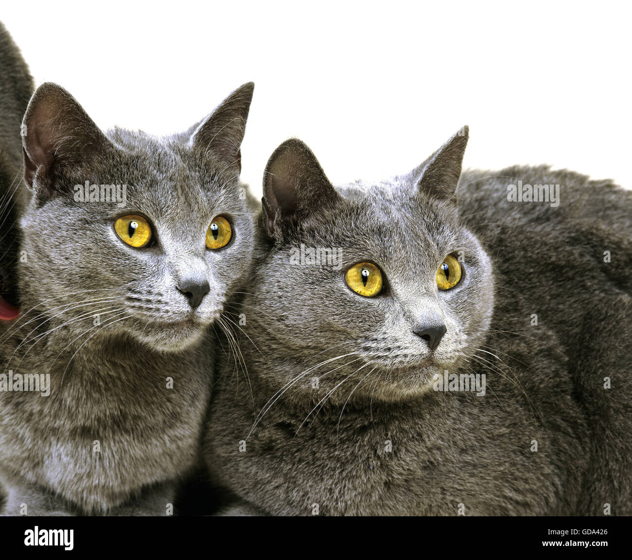 Chartreux Domestic Cat against White Background Stock Photo - Alamy