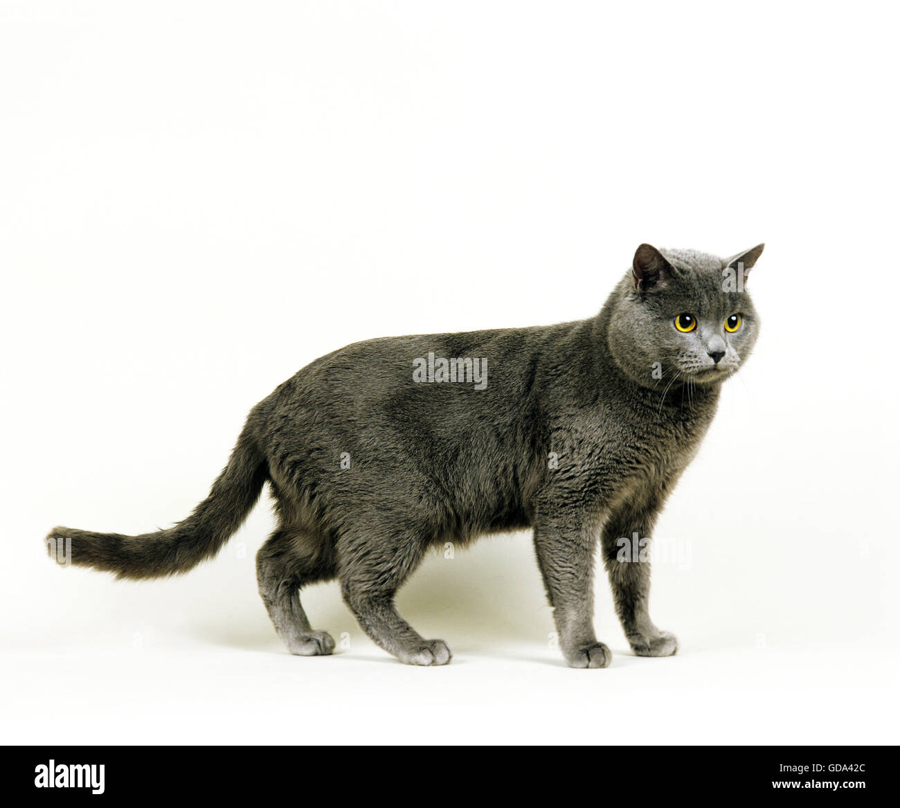 Chartreux Domestic Cat, Adult against White Background Stock Photo - Alamy