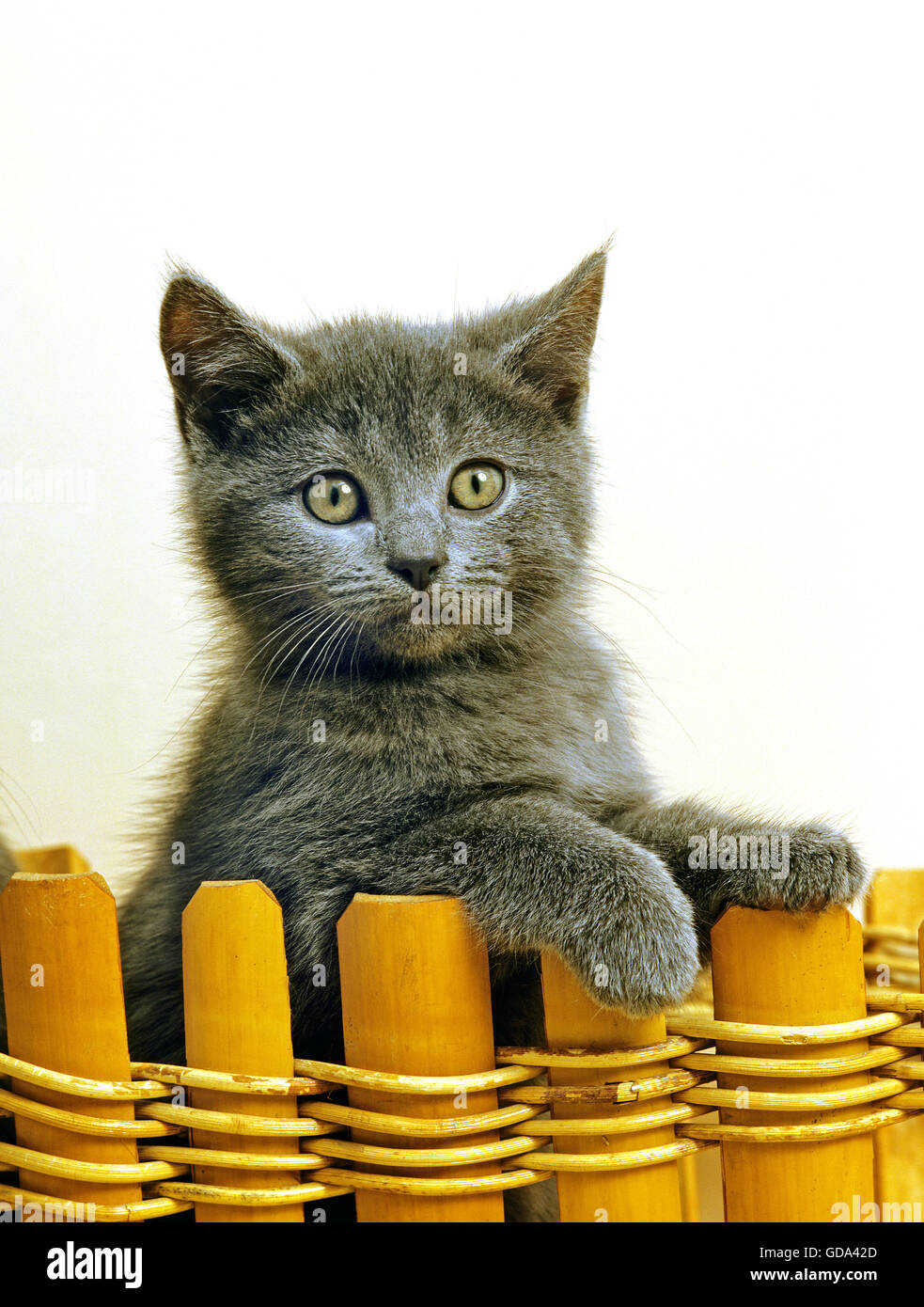 Chartreux Domestic Cat, Kitten against White Background Stock Photo - Alamy