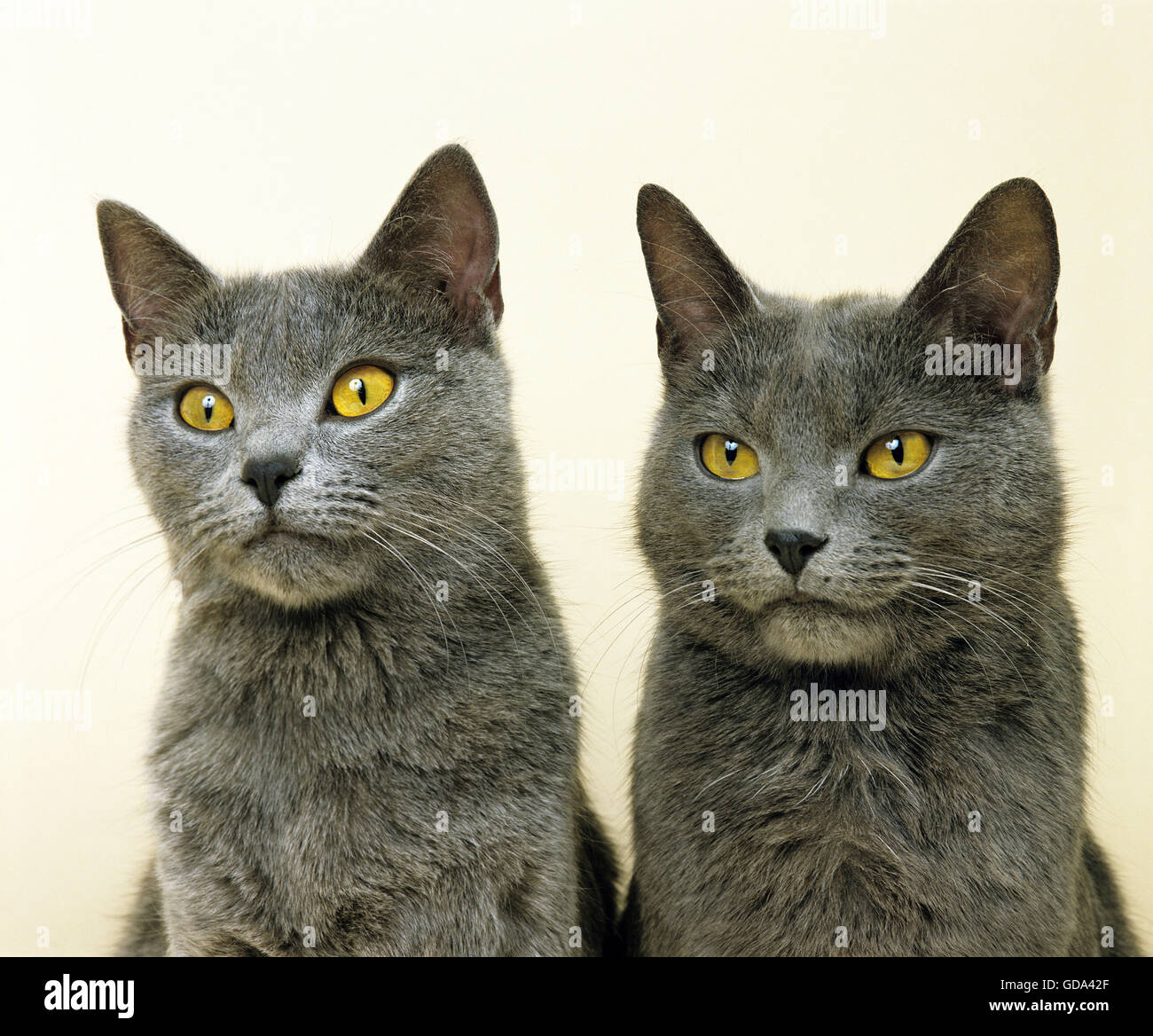 Chartreux Domestic Cat, Portrait of Adults against White Background ...