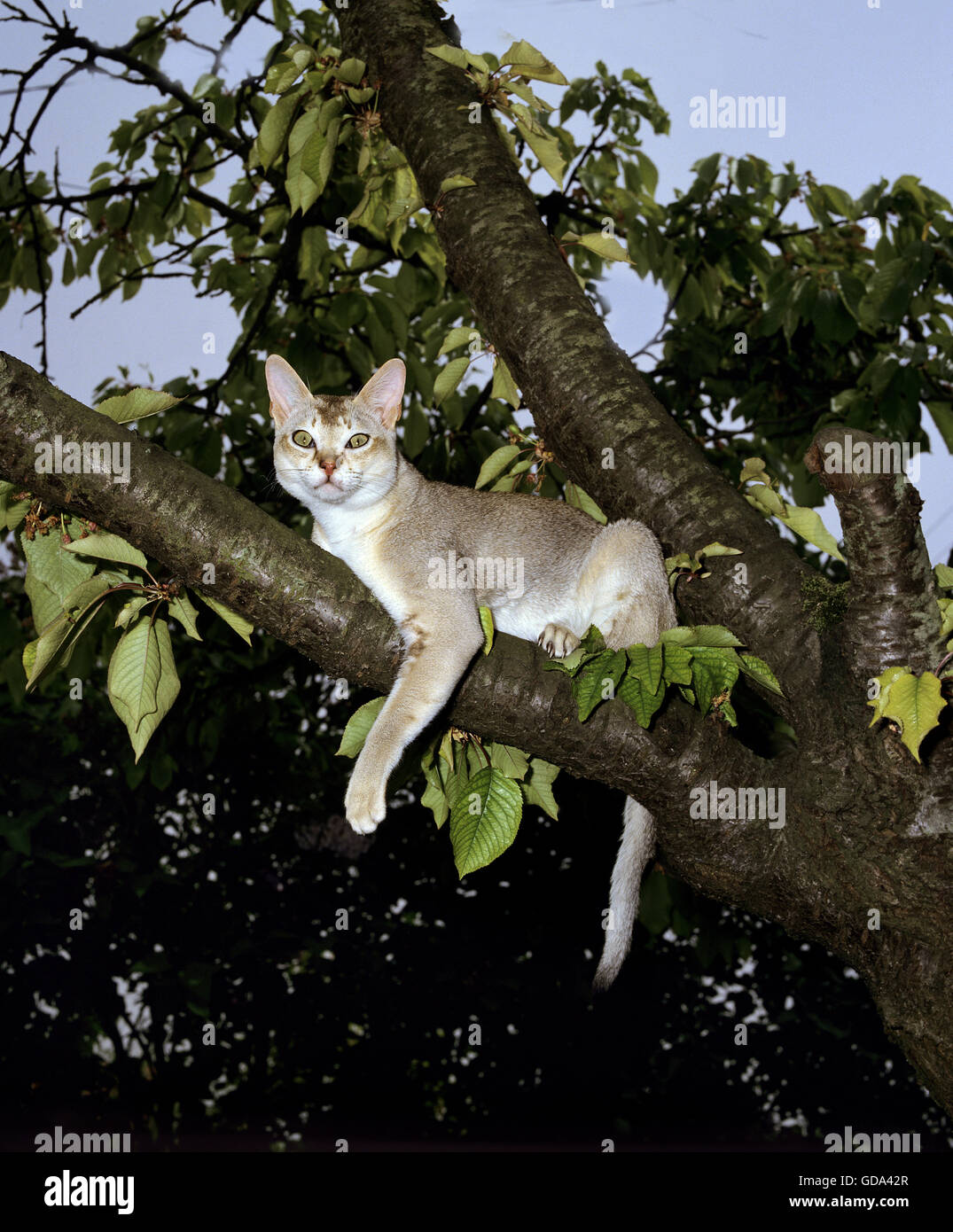 Singapura Domestic Cat in Tree Stock Photo - Alamy