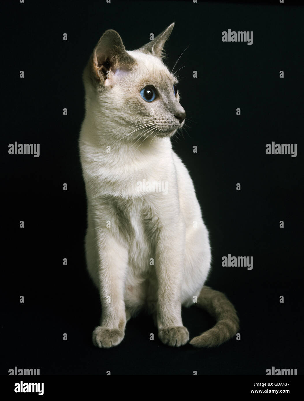 Blue point siamese cat hi-res stock photography and images - Alamy