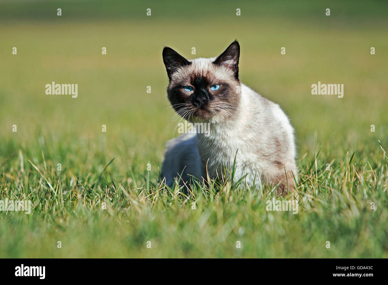 Siamese cat hi-res stock photography and images - Alamy