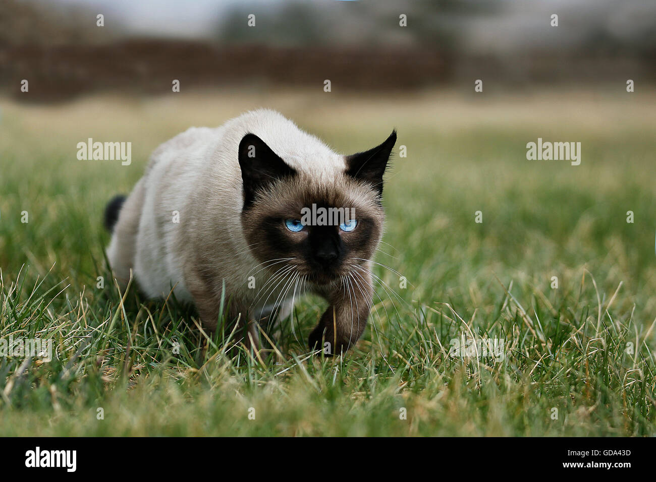 SEAL POINT SIAMESE DOMESTIC CAT, ADULT HUNTING ON GRASS Stock Photo - Alamy
