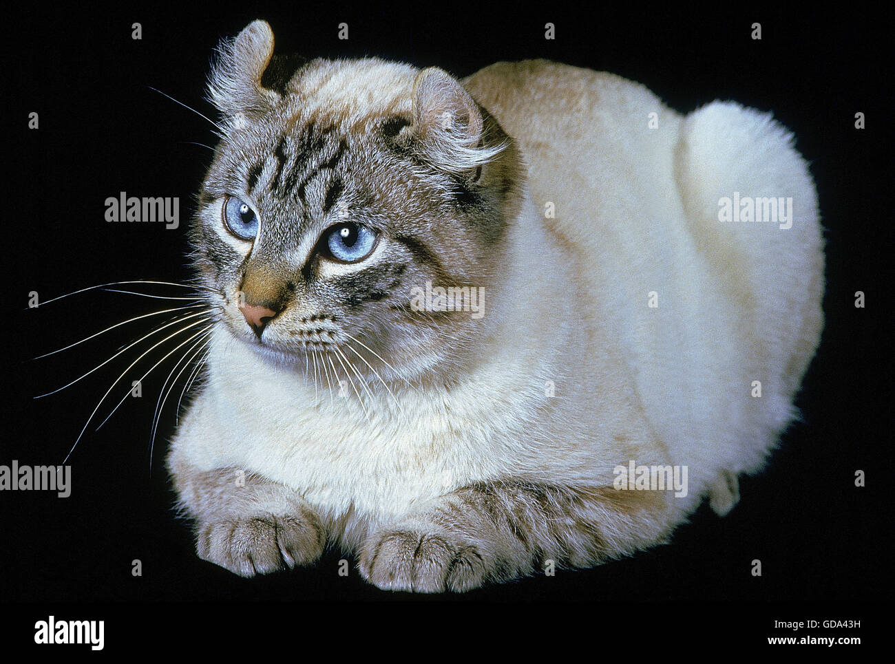 AMERICAN CURL DOMESTIC CAT, ADULT RESTING AGAINST BLACK BACKGROUND ...