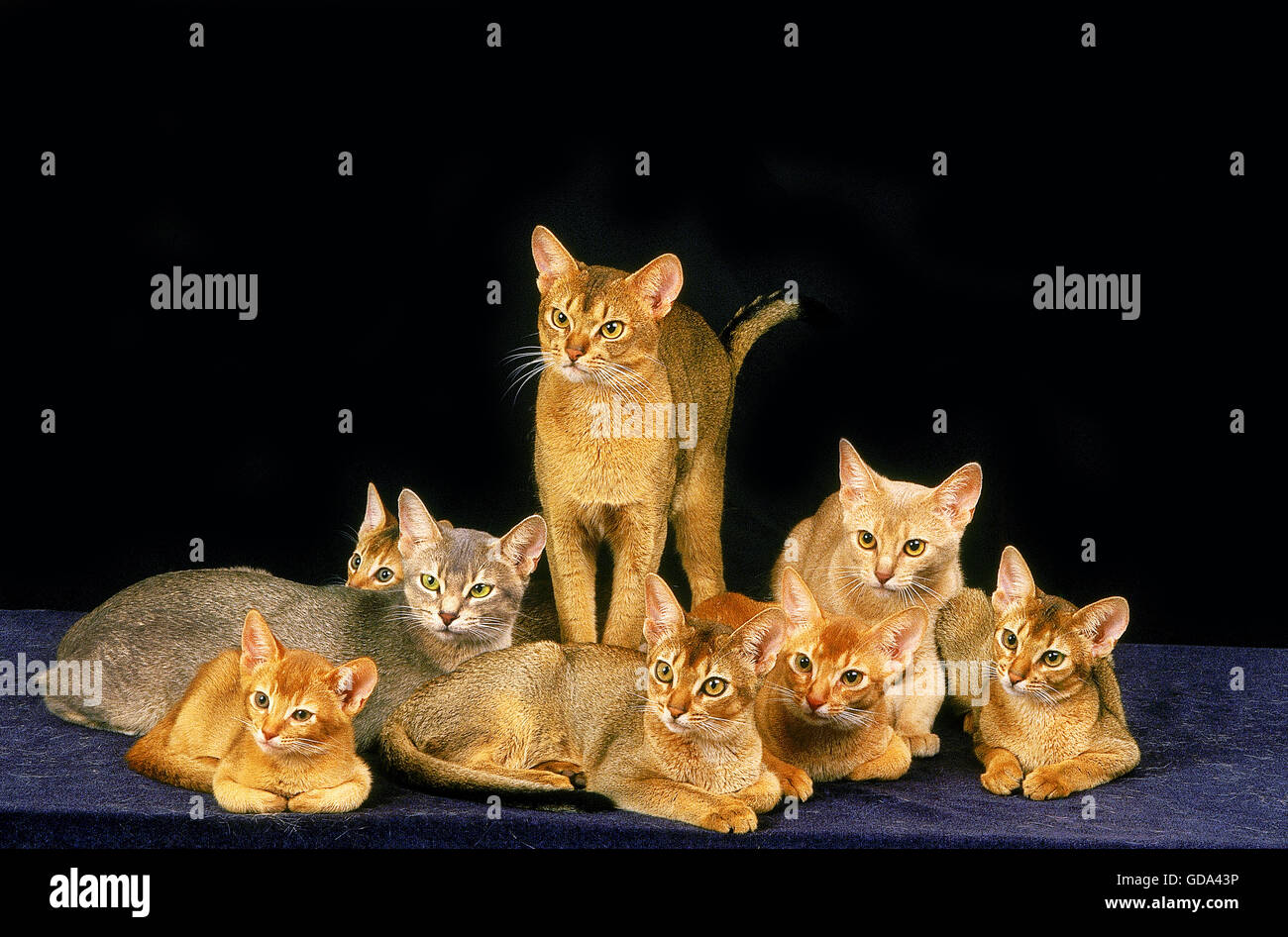 Cream Abyssinian Cat