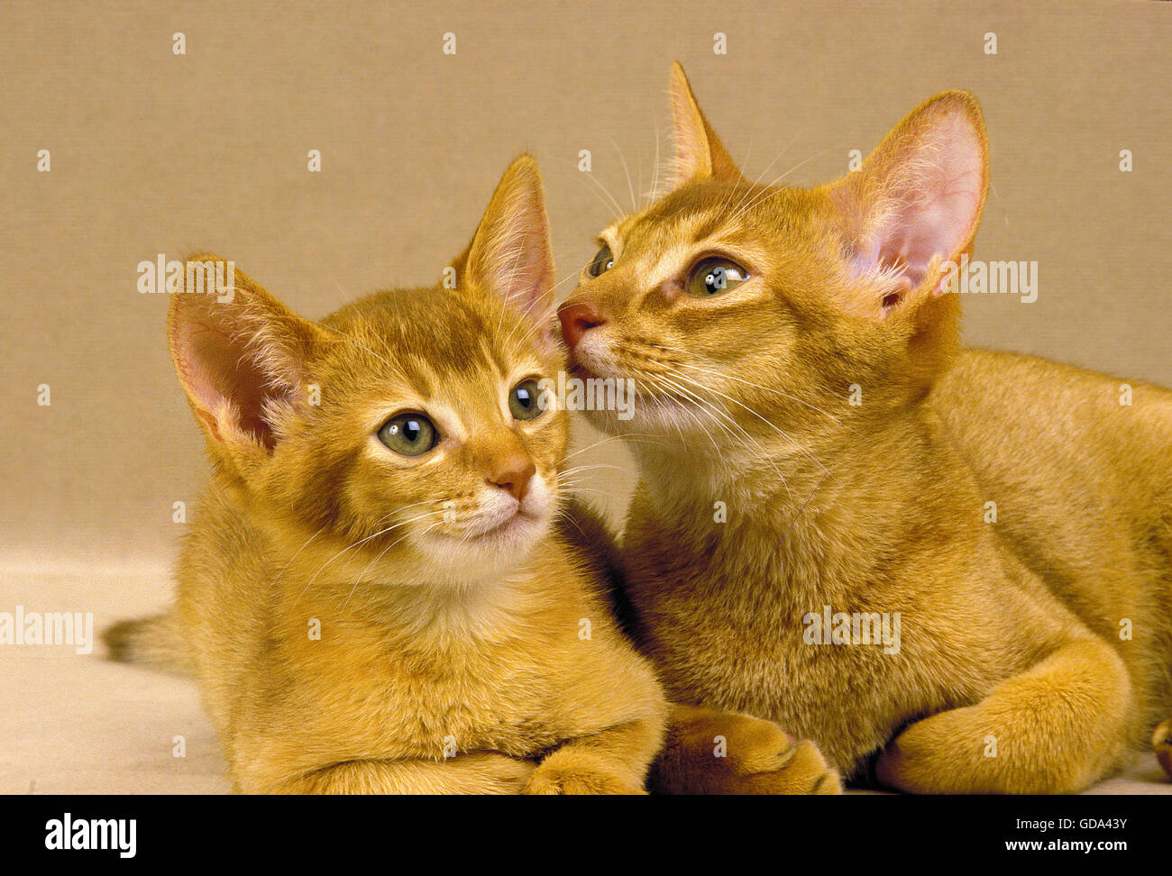 Adult abyssinian hi-res stock photography and images - Alamy