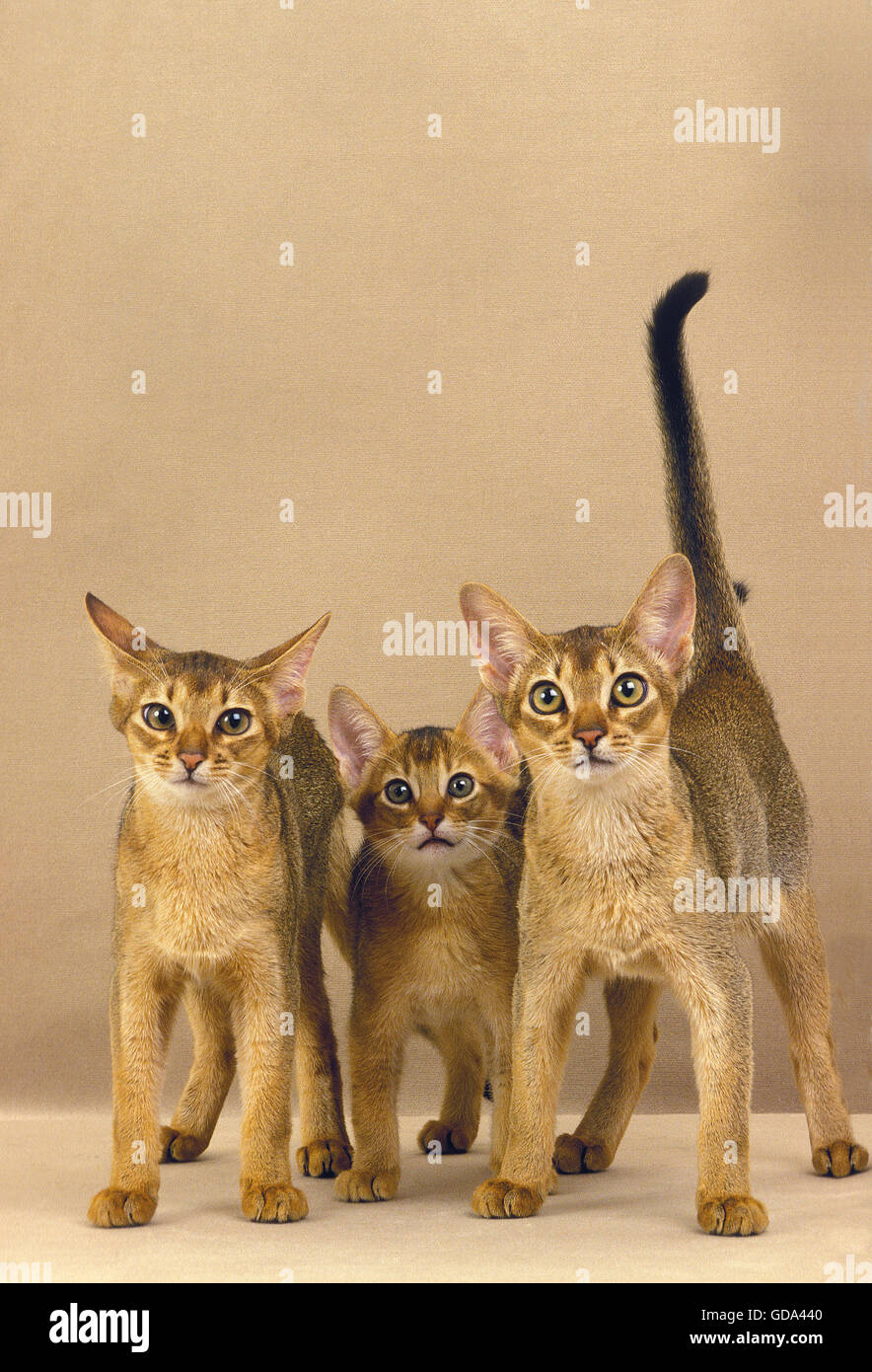 Female Abyssinian Cat Abyssinian Kittens For Sale | MeoWoff Cat