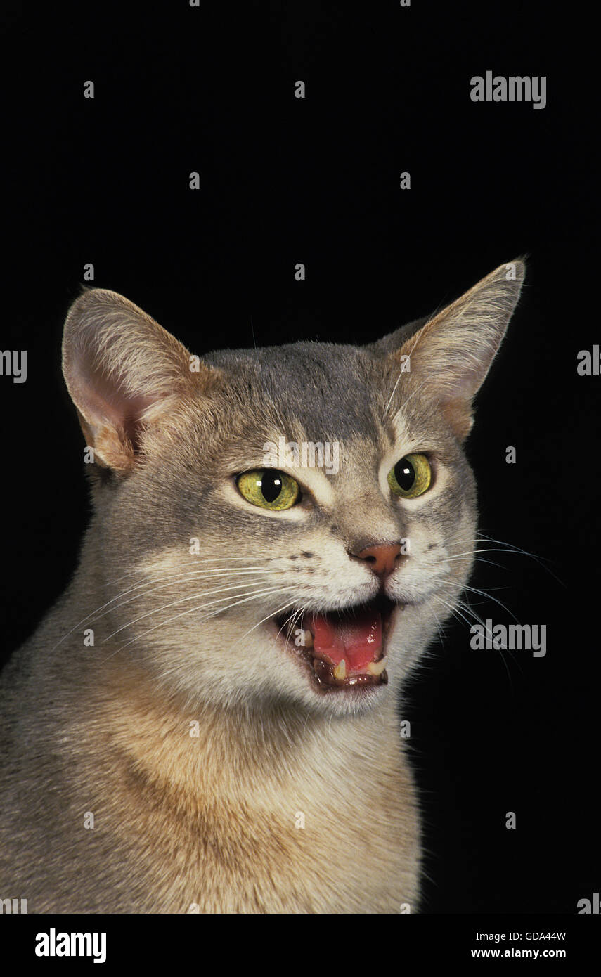 Blue Abyssinian Domestic Cat, Portrait of Adult Meowing Stock Photo - Alamy