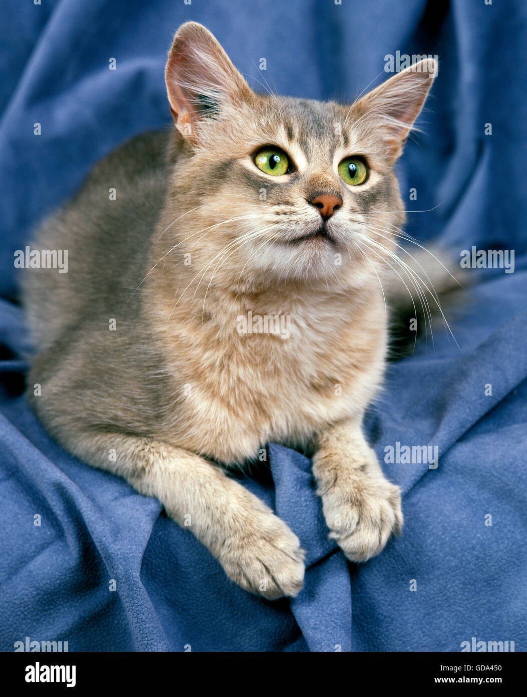 Blue somali cat hi-res stock photography and images - Alamy
