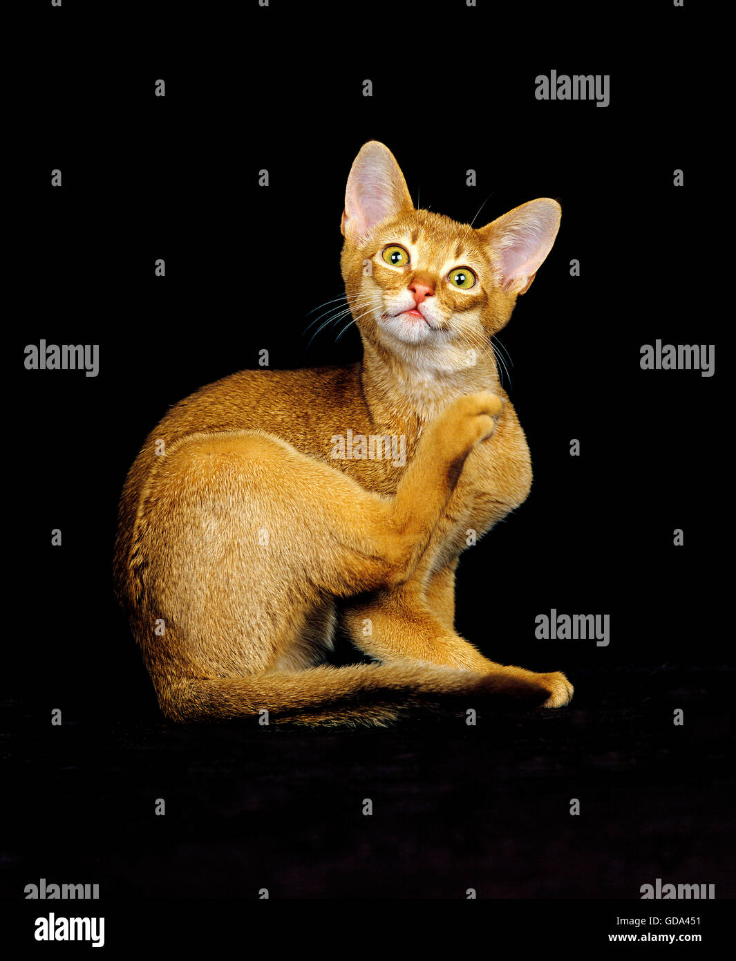 Red Abyssinian Domestic Cat Scratching Stock Photo - Alamy