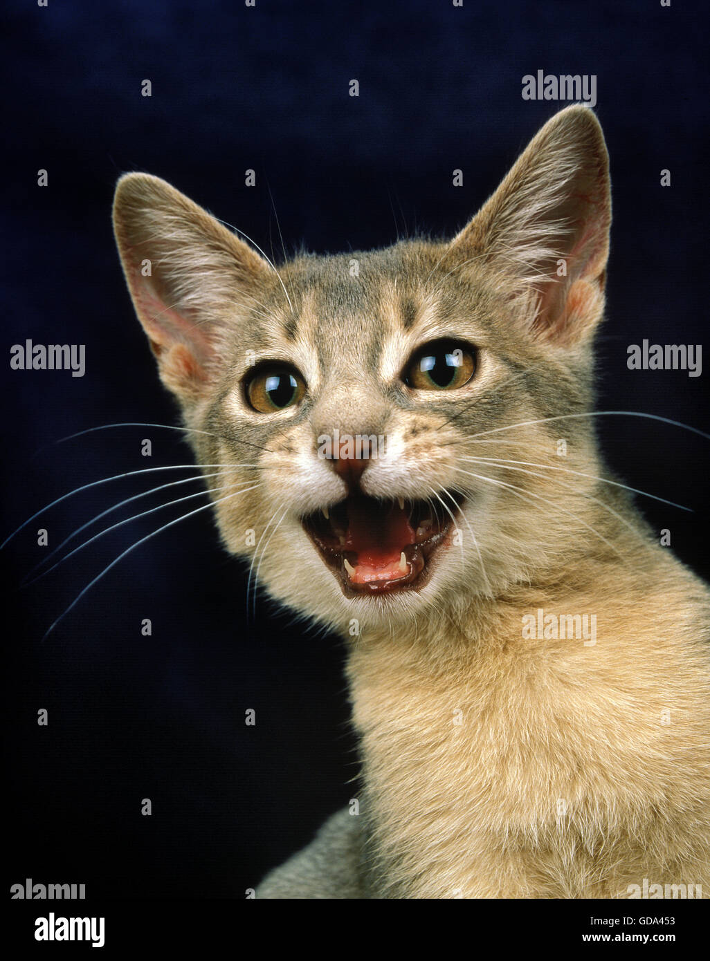 Blue Abyssinian Domestic Cat, Kitten Miaowing against Black Background ...