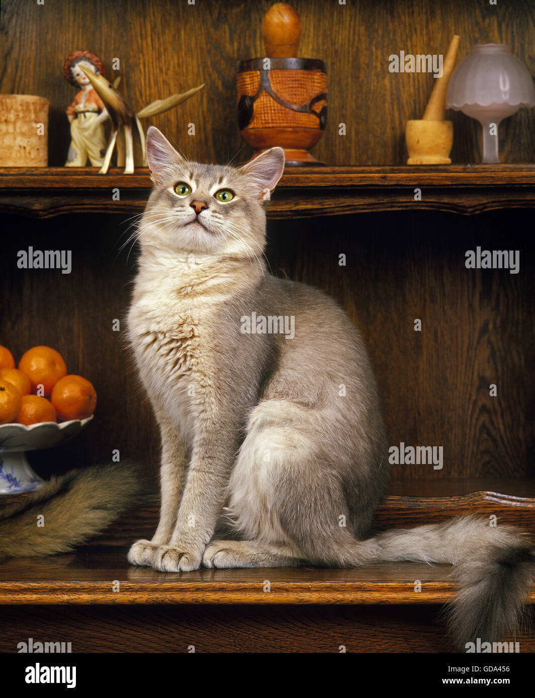 BLUE SOMALI DOMESTIC CAT, ADULT SITTING ON SIDEBOARD Stock Photo - Alamy
