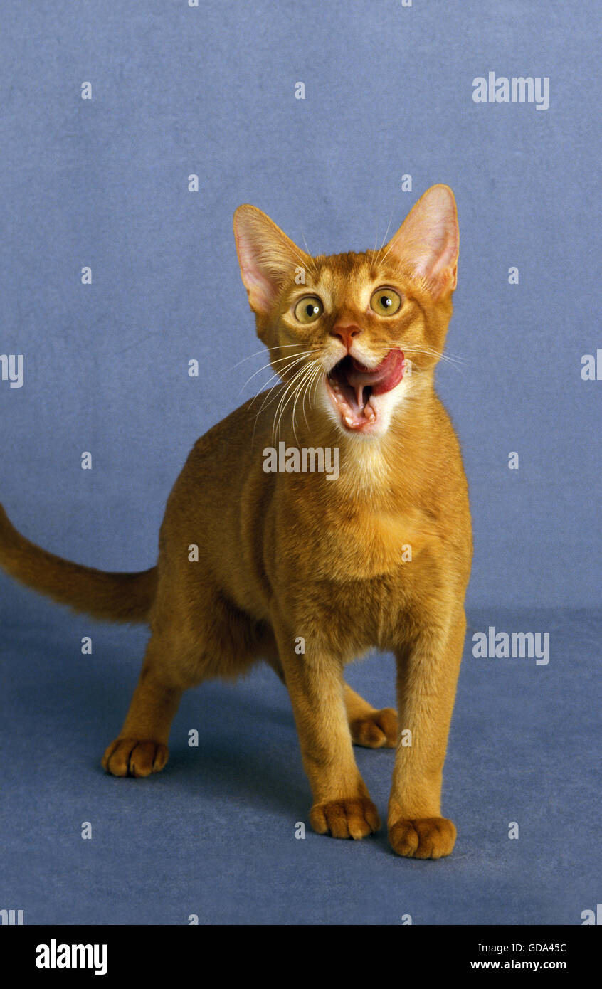Red abyssinian domestic cat licking its nose hi-res stock photography ...