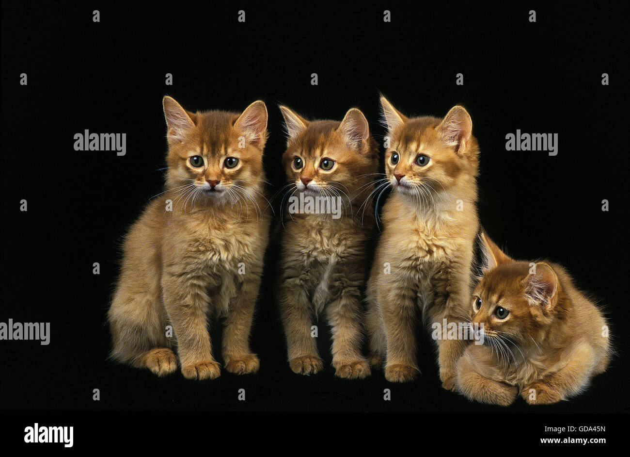 RED SOMALI DOMESTIC CAT, KITTENS AGAINST BLACK BACKGROUND Stock Photo ...