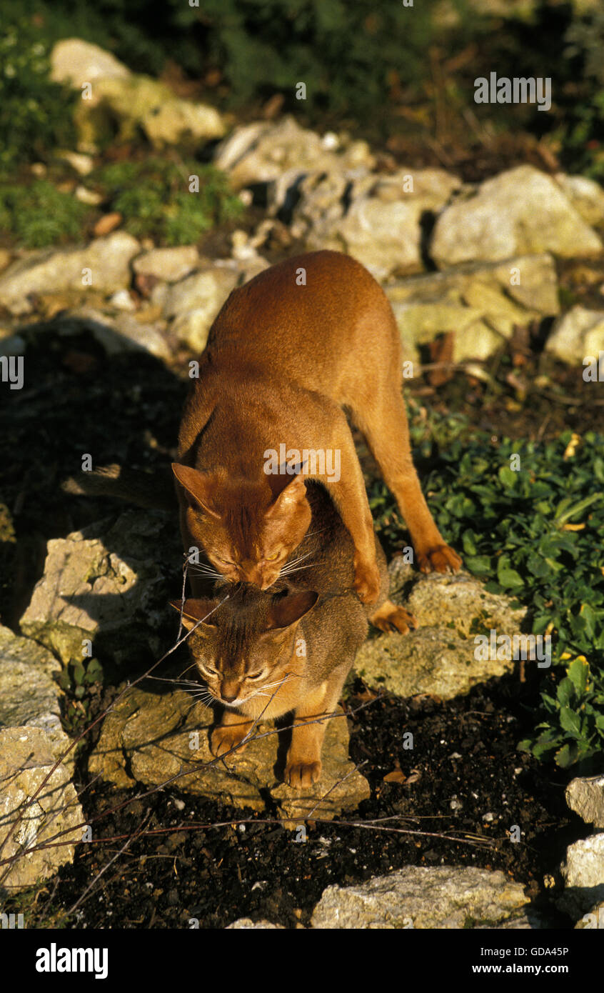 RED ABYSSINIAN AND ABYSSINIAN DOMESTIC CAT, PAIR MATING Stock Photo - Alamy