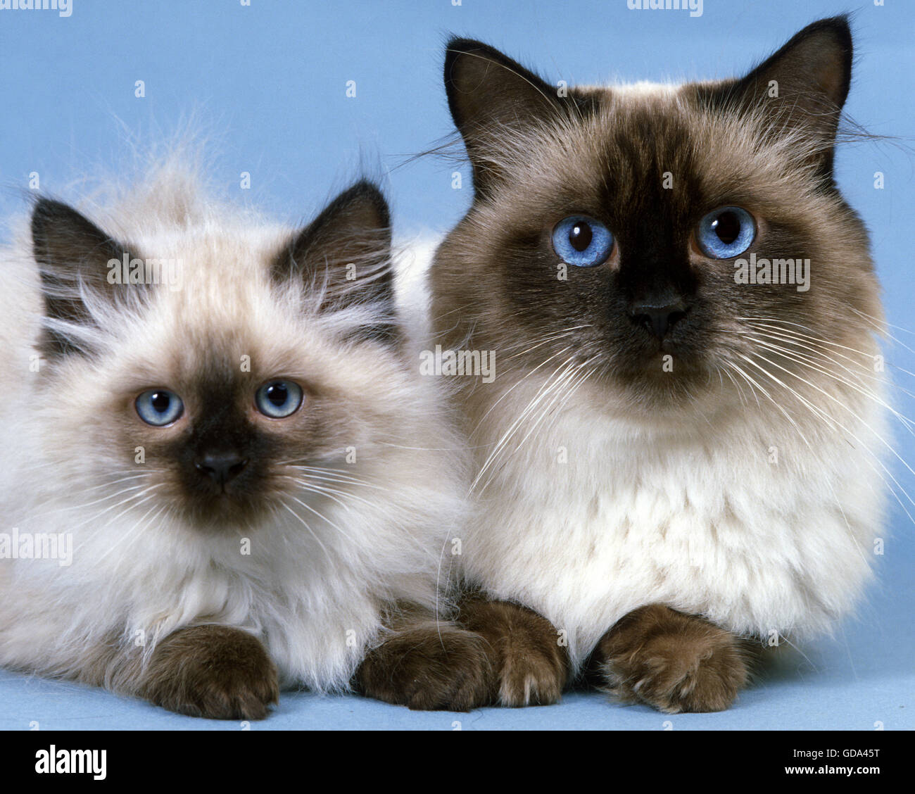 Birmanese Domestic Cat, Female with Kitten Stock Photo - Alamy