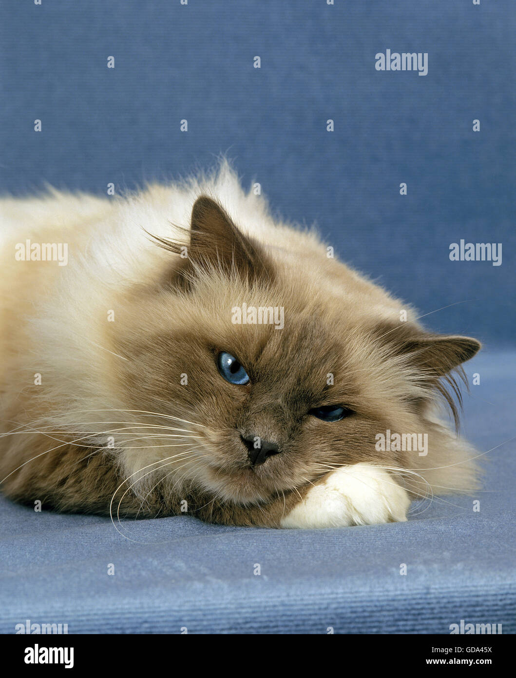 Blue Birmanese Cat High Resolution Stock Photography and Images - Alamy