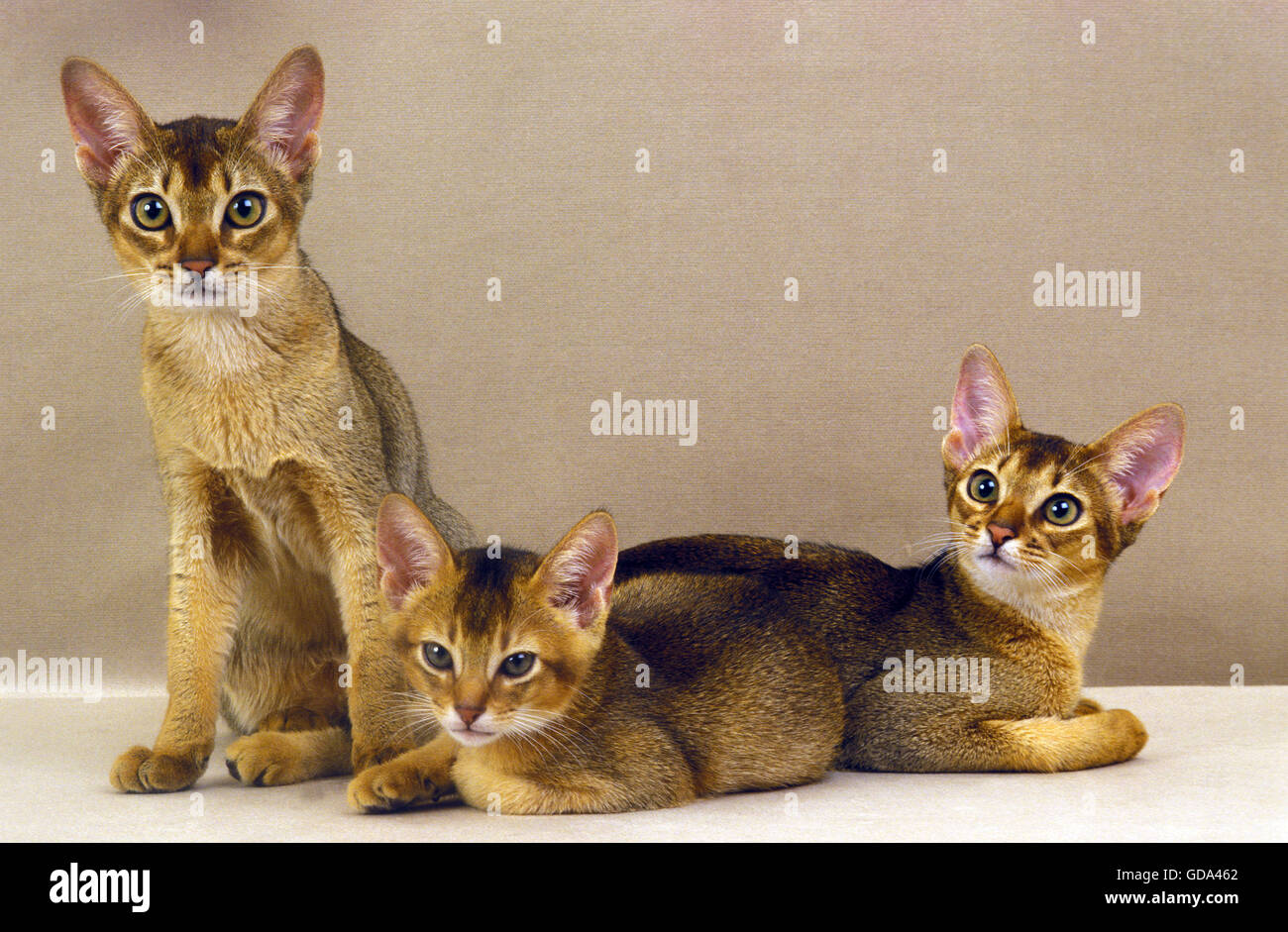 Adult abyssinian hi-res stock photography and images - Alamy