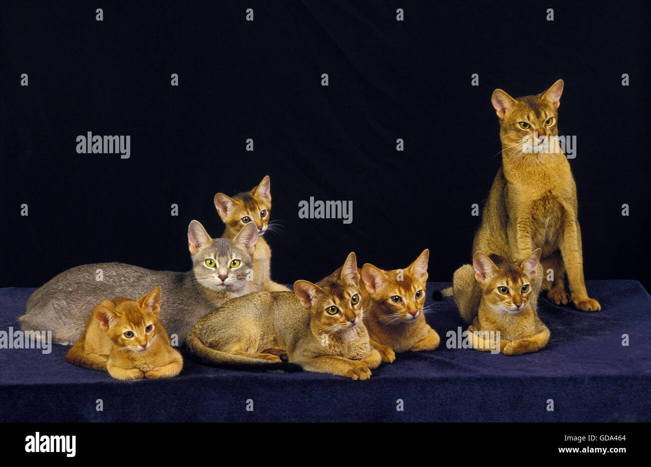 Abyssinian and Red Abyssinian Domestic Cat, Adults and Kittens against ...