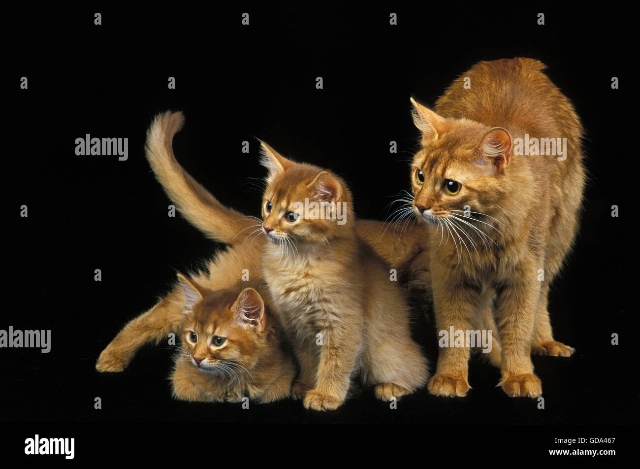 Red Somali Domestic Cat, Female with Kitten against Black Background ...