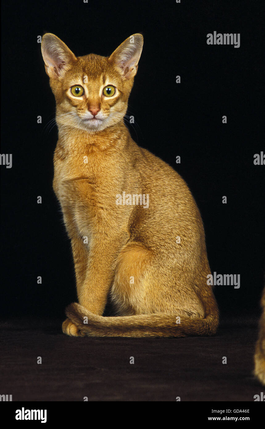 Red Abyssinian Domestic Cat, Adult sitting against Black Background ...