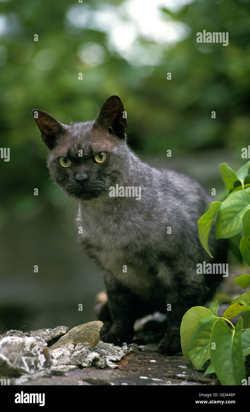 American cat hi-res stock photography and images - Alamy