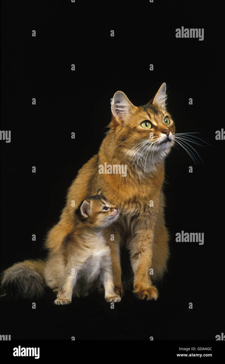 Somali Domestic Cat, Female with Kitten against Black Background Stock ...