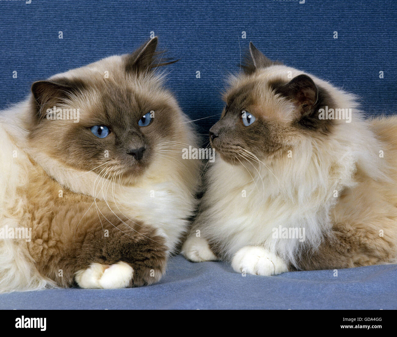 Birmanese Domestic Cat, Male with Female Stock Photo - Alamy