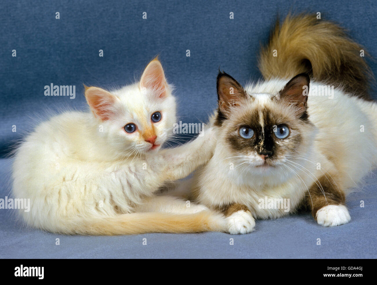 Birmanese Domestic Cat, Female with Kitten Stock Photo - Alamy