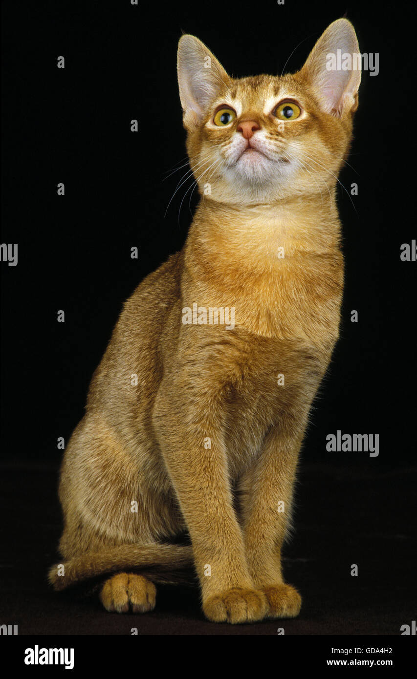 Red Abyssinian Domestic Cat, Kitten sitting against Black Background ...