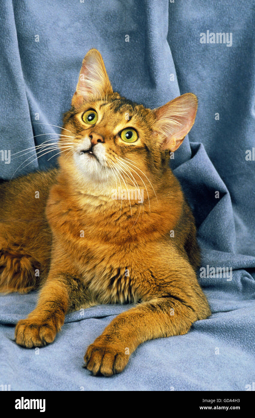 Blue Somali Domestic Cat laying against Blue Background Stock Photo - Alamy