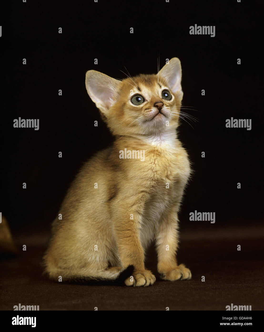 Red Abyssinian Domestic Cat, Kitten sitting against Black Background ...