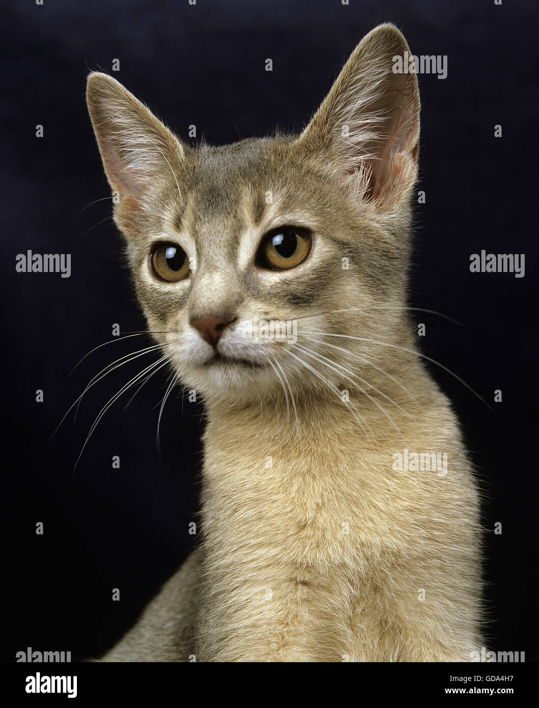 Blue Abyssinian Domestic Cat, Portrait of Kitten against Black ...