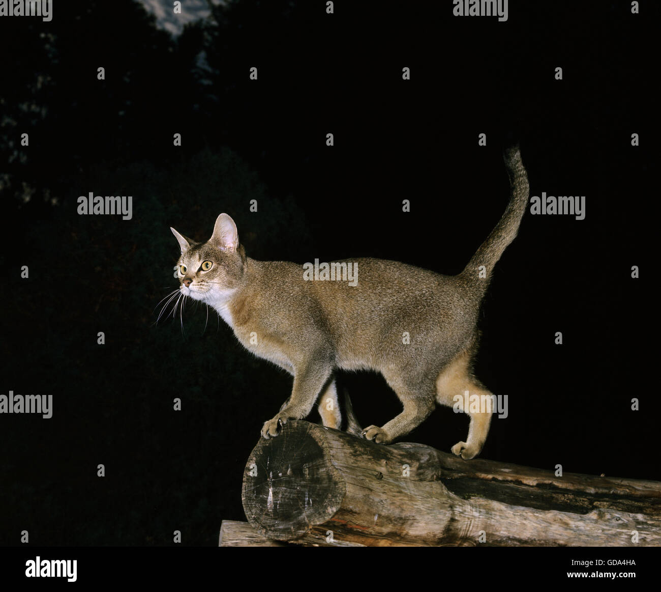 Abyssinian hi-res stock photography and images - Alamy