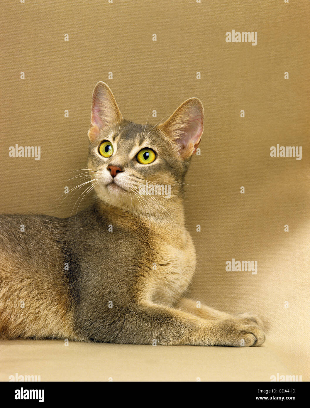 Blue Abyssinian Cat