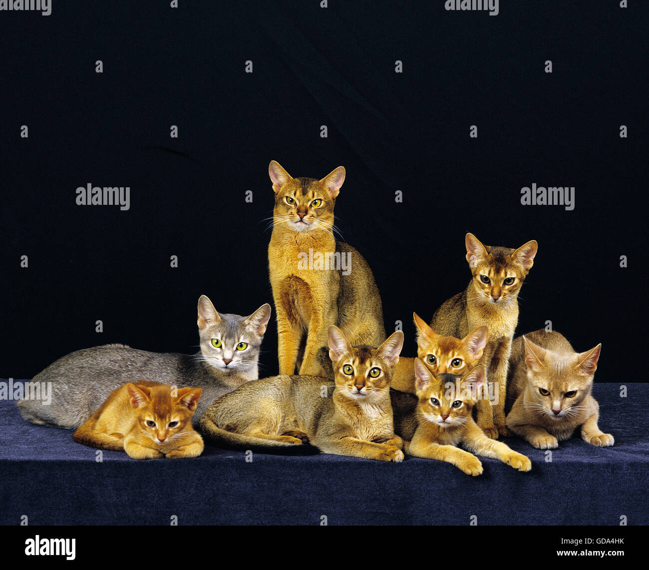 Red and Blue Abyssinian Domestic Cat, Adults and Kittens Stock Photo ...