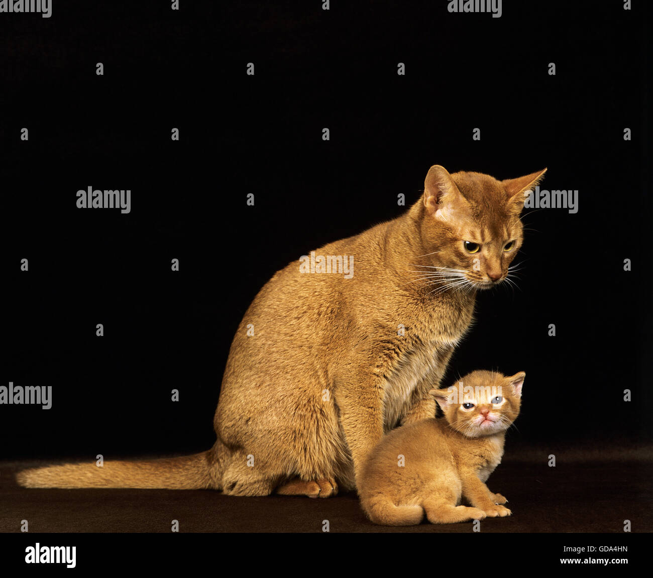 Red Abyssinian Domestic Cat, Mother with Kitten against Black ...